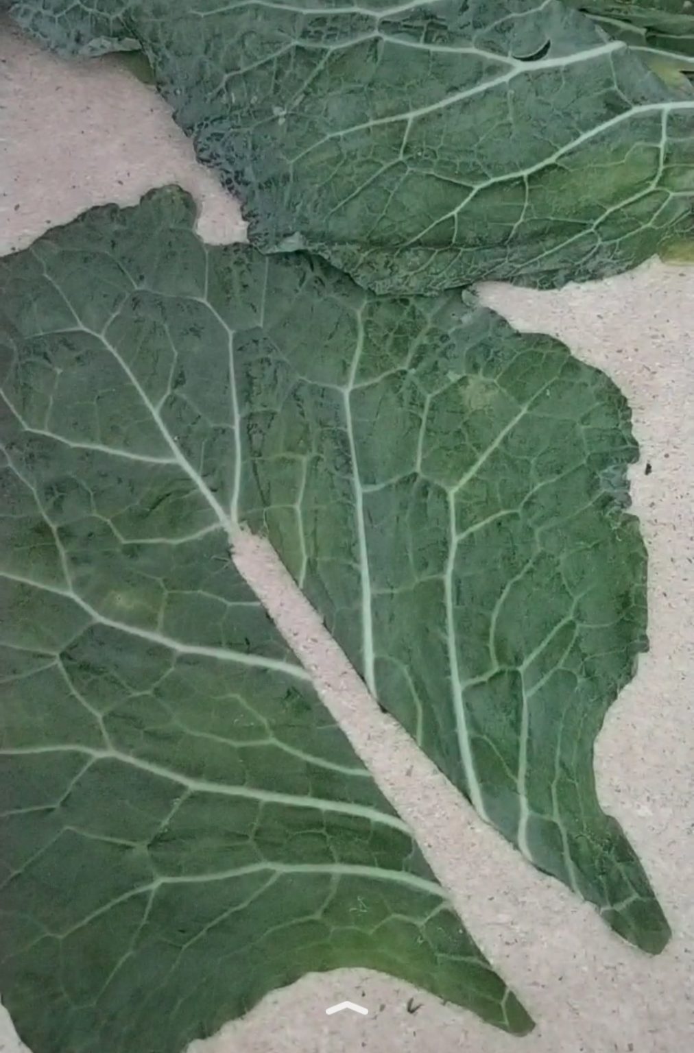 Kale Leaf Pesto - Delicious Recipes